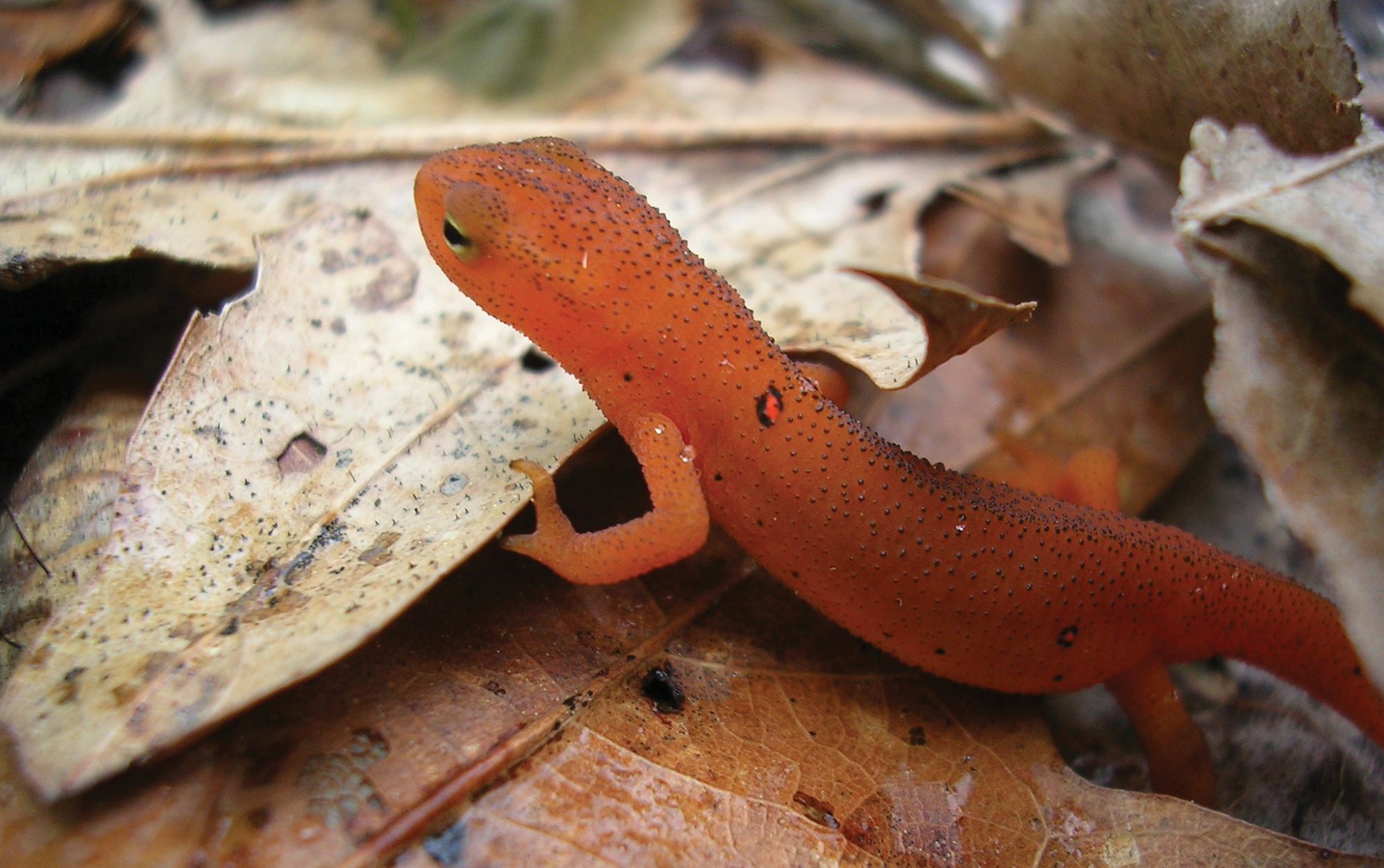 Why Amphibian and Reptile Health Matters, and What UT Researchers are ...
