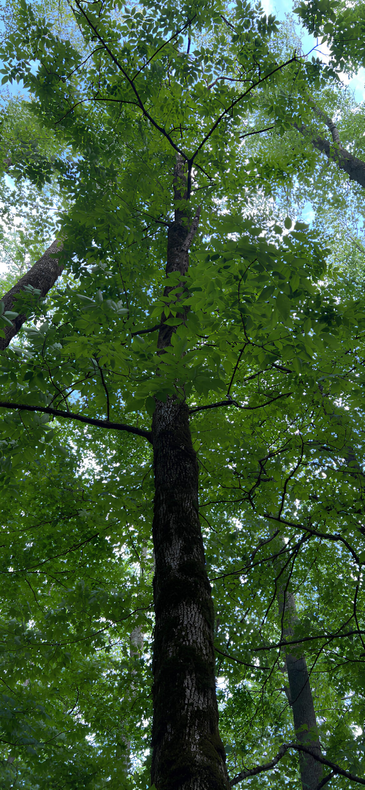 Threatened Trees | Land, Life & Science